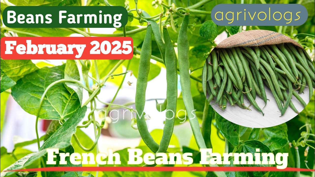 Beans farming in Pakistan// Fresh beans ki kasht // visit agrivologs ...