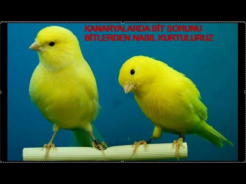 Kanaryalarda Bit Sorunu(Bitlerden Nasıl Kurtuluruz)