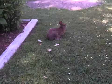 Encounter with a jack rabbit - YouTube