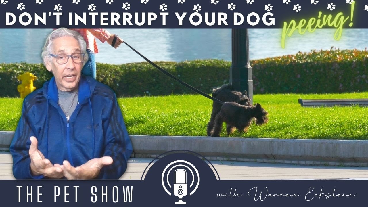 Let Your DOG PEE! - YouTube