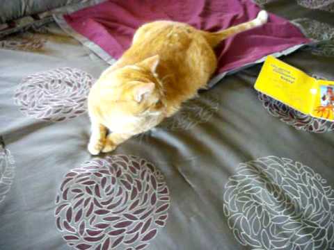Charlie the cat VS David Hasselhoff! - YouTube