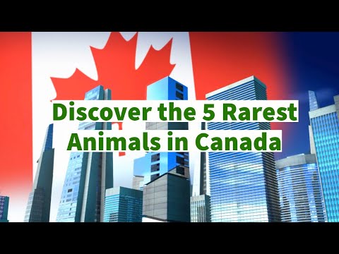 Discover the 5 Rarest Animals in Canada - YouTube
