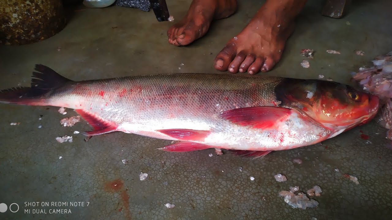 Big silver cup fish amazing cutting in fish market 💕 - YouTube