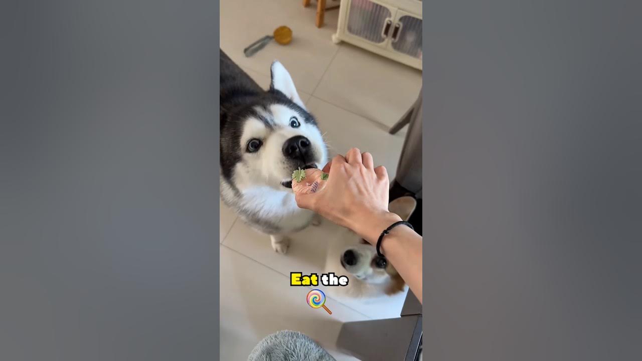 The doge eating sweet bread 🍞🤤 #shorts - YouTube