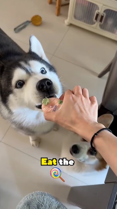 The doge eating sweet bread 🍞🤤 #shorts - YouTube