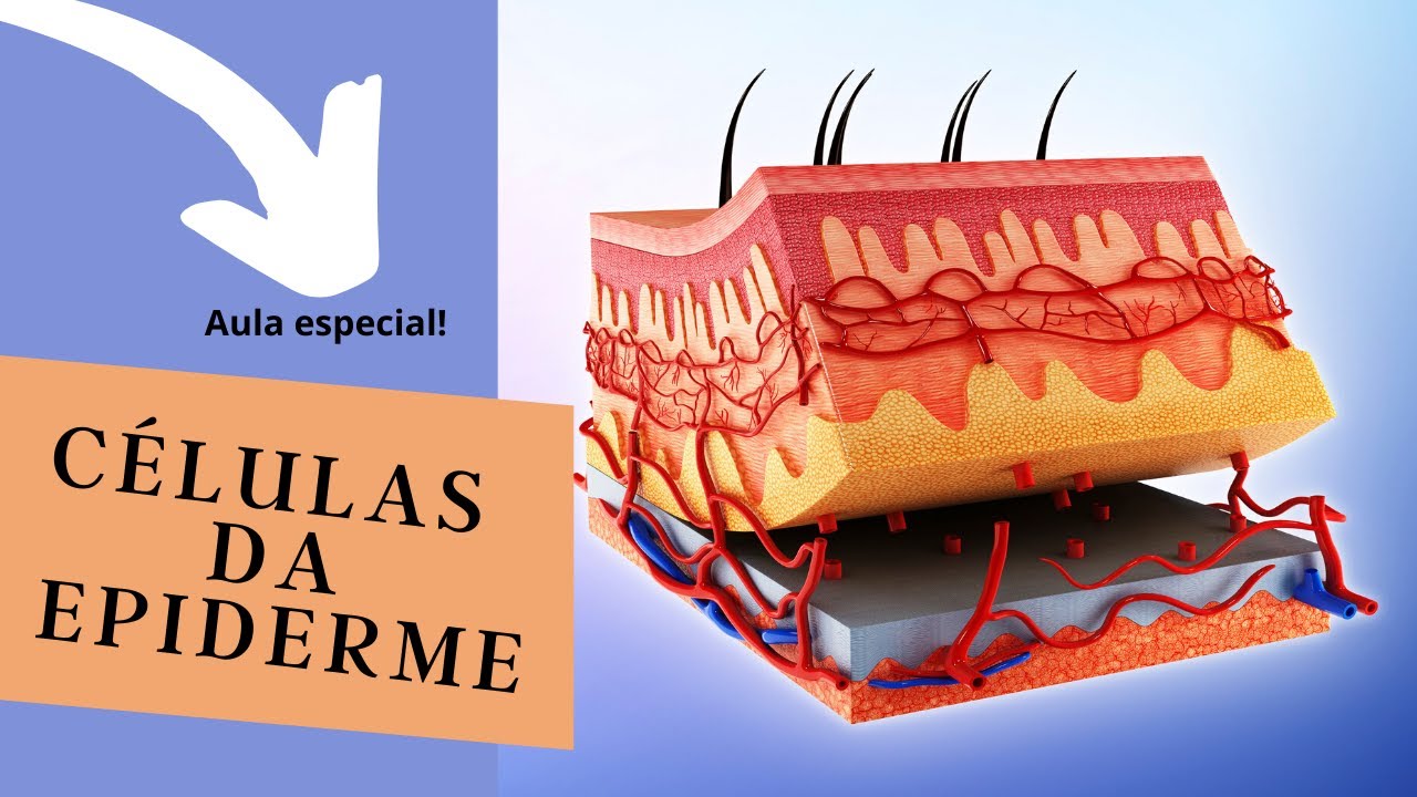 Aula do curso de limpeza de pele, células da epiderme - YouTube