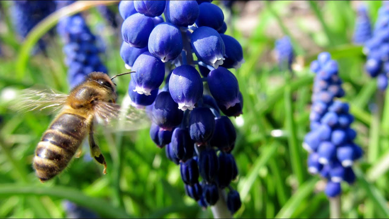 Wiosna w ogrodzie: Wiosenne kwiaty / Spring in the Garden: Spring ...