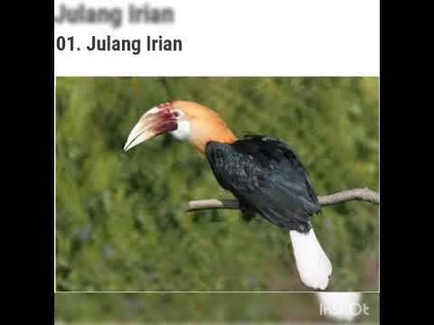 13 jenis keanekaragaman burung rangkong (enggang) di Indonesia - YouTube