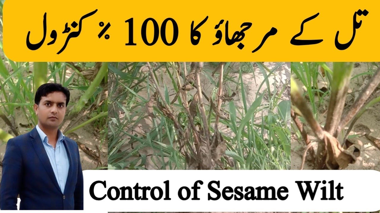 Sesame Wilt control | How to control Fusarium wilt of sesame | collar ...