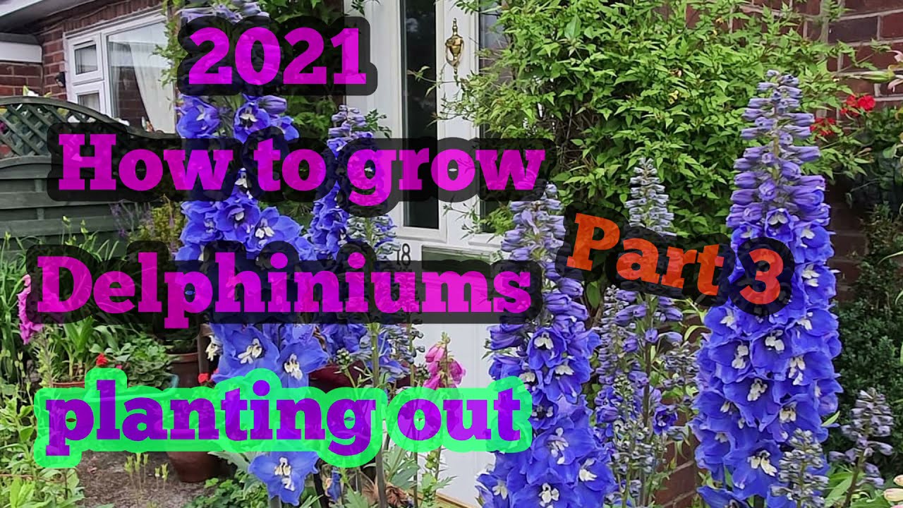 2021 how to grow Delphiniums from seed planting out part 3 - YouTube