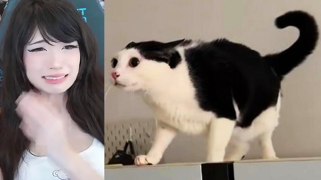 Emiru Reacts to Cat Videos - YouTube