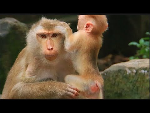 Libby monkey | Leo stand up - YouTube