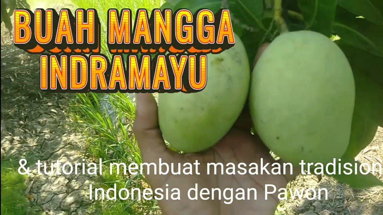 BUAH MANGGA ( tutorial membuat masakan tradisional Indonesia dengan ...