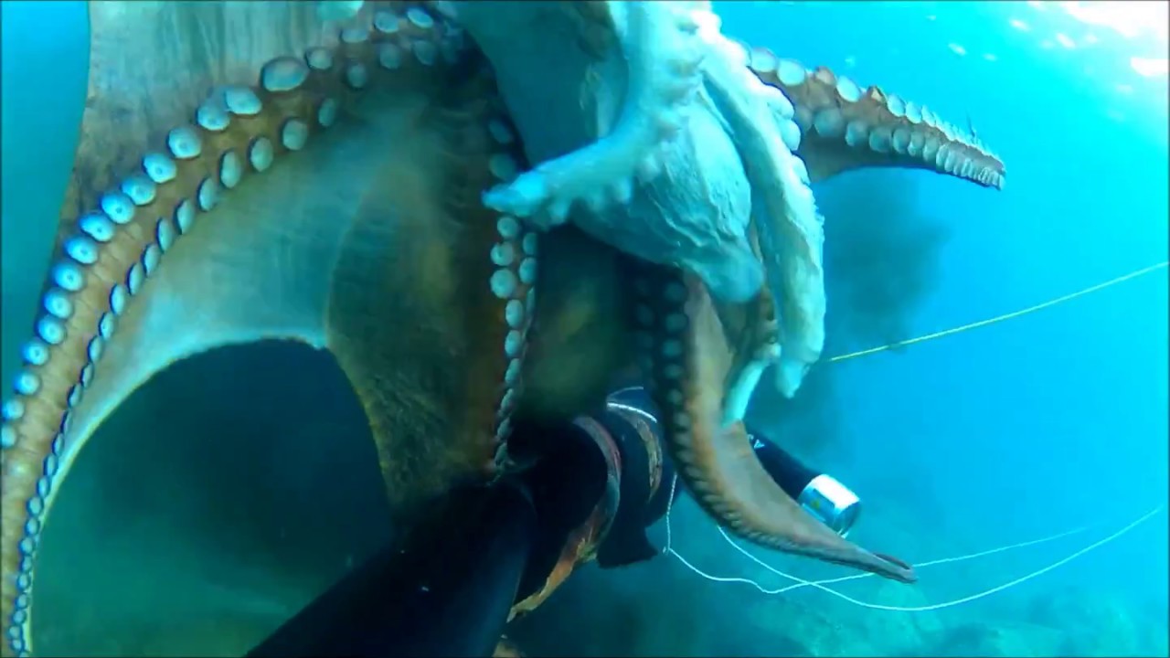 spearfishing (ψαροντουφεκο στα ρηχα 8) - YouTube