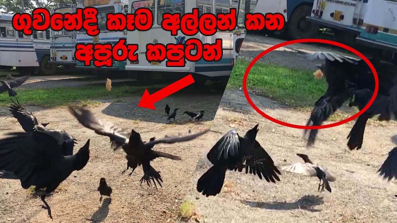 Amazing Ravens catching & eating their food in the air | ගුවනේදී කෑම ...