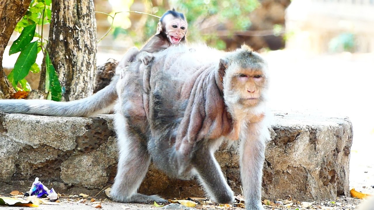 Great Teamwork...Old Mama Barry is warmly welcomed by group monkey ...