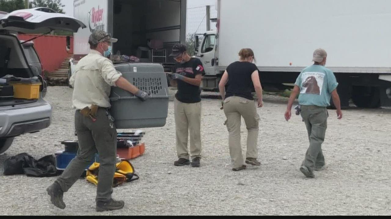 Tim Stark accused of taking animals from Wildlife in Need before ...