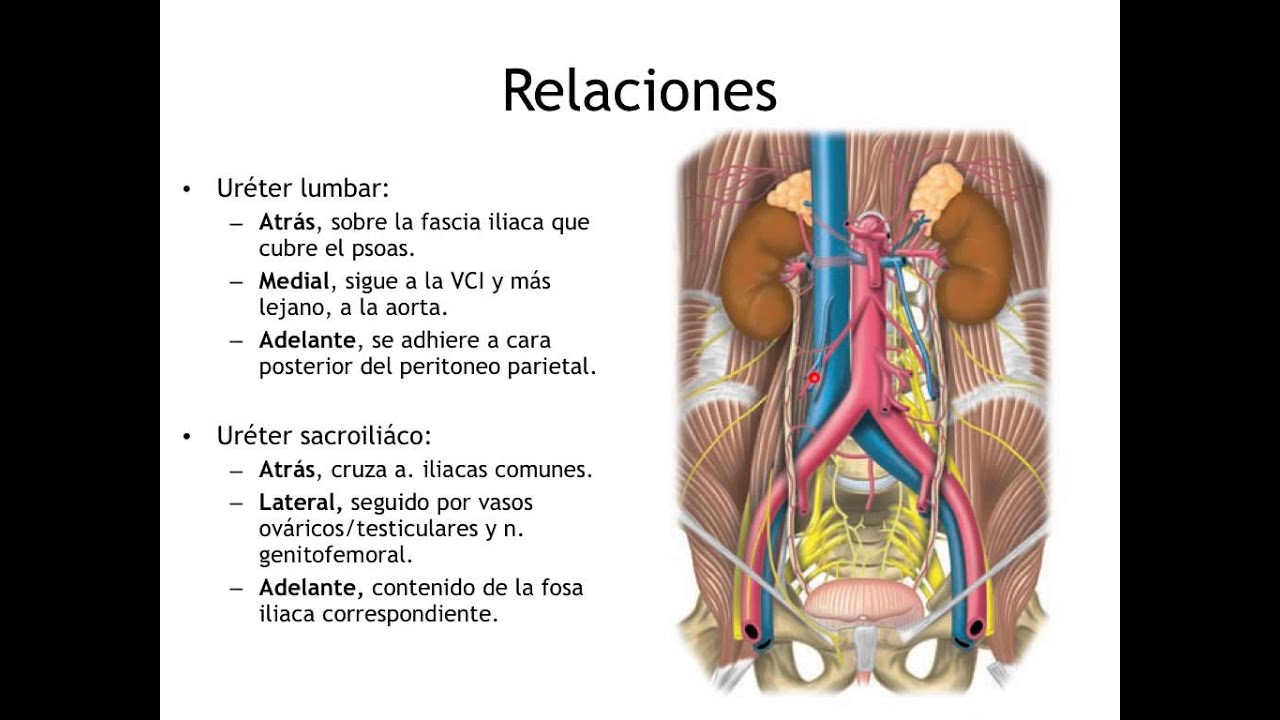 Anatomia Renal, Ureteres y Diafragma - YouTube