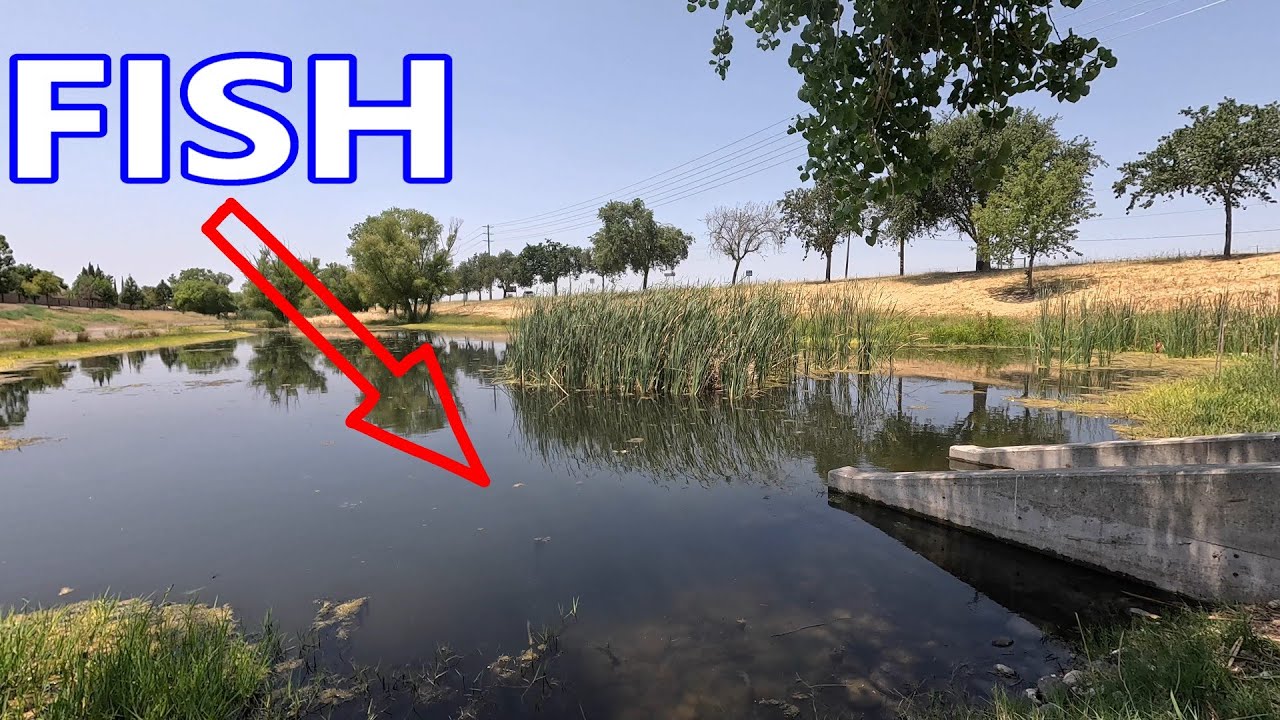 This Roadside Pond Has Hundreds of Fish! - YouTube