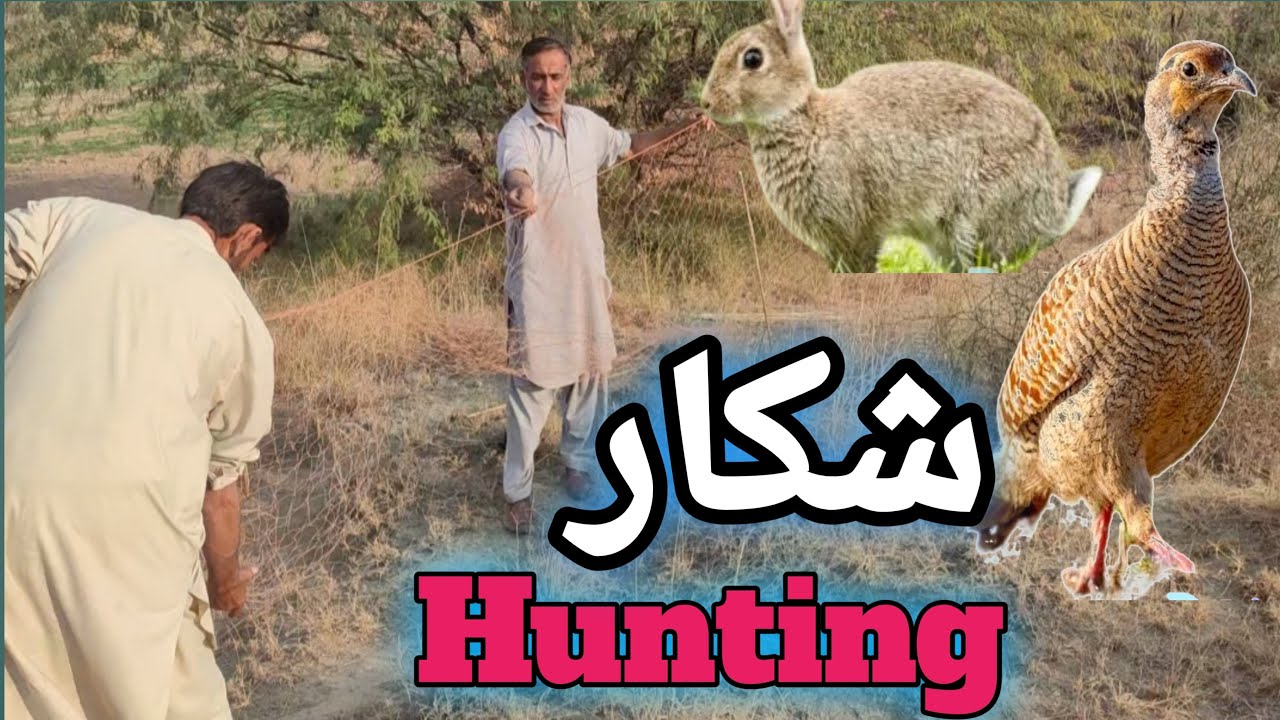 Hunting Rabbits | Shikar In Pakistan | Hunting Animals - YouTube
