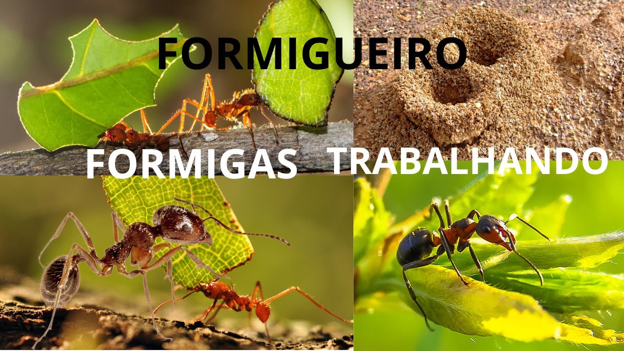 FORMIGAS TRABALHANDO FORMIGAS SAÚVA FORMIGAS NO FORMIGUEIRO A CASA DAS ...