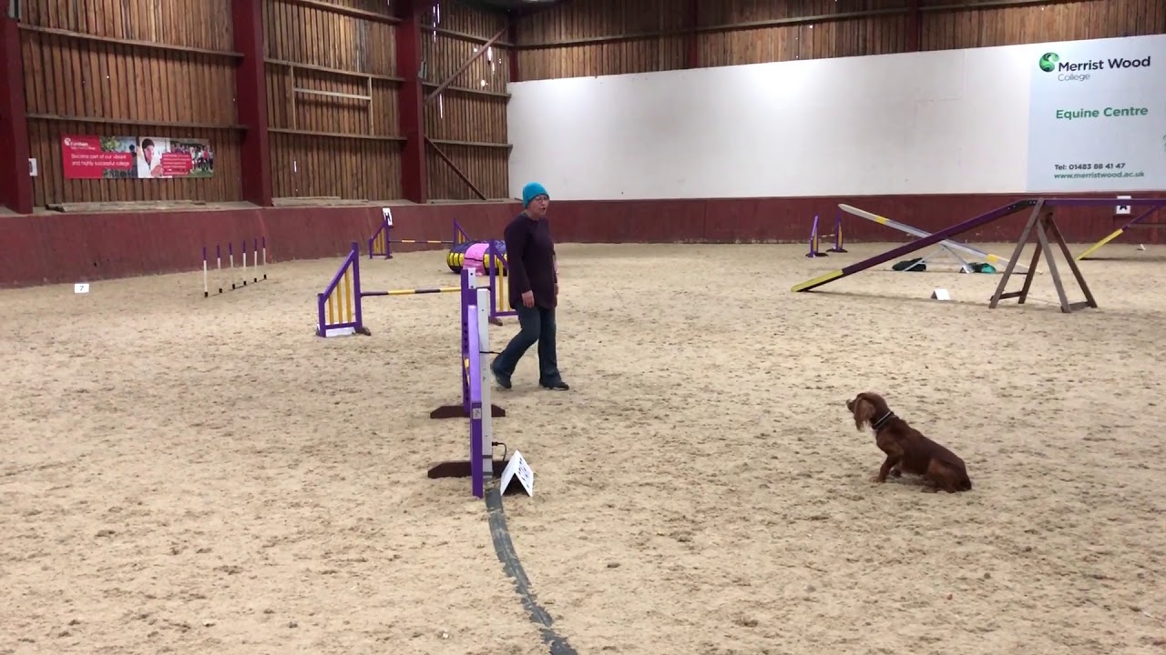 Deborah and Flack Agility at Kelluki 2017 - YouTube