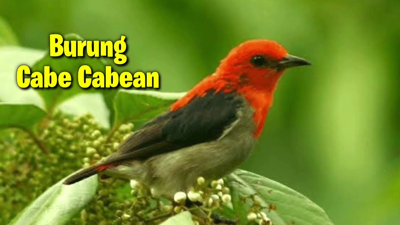 MASTERAN BURUNG CABE CABEAN AGA GACOR - YouTube