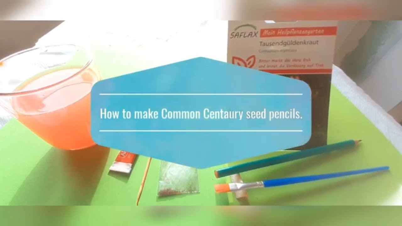 Common Centaury (Centaurium erythraea) seed pencils - YouTube