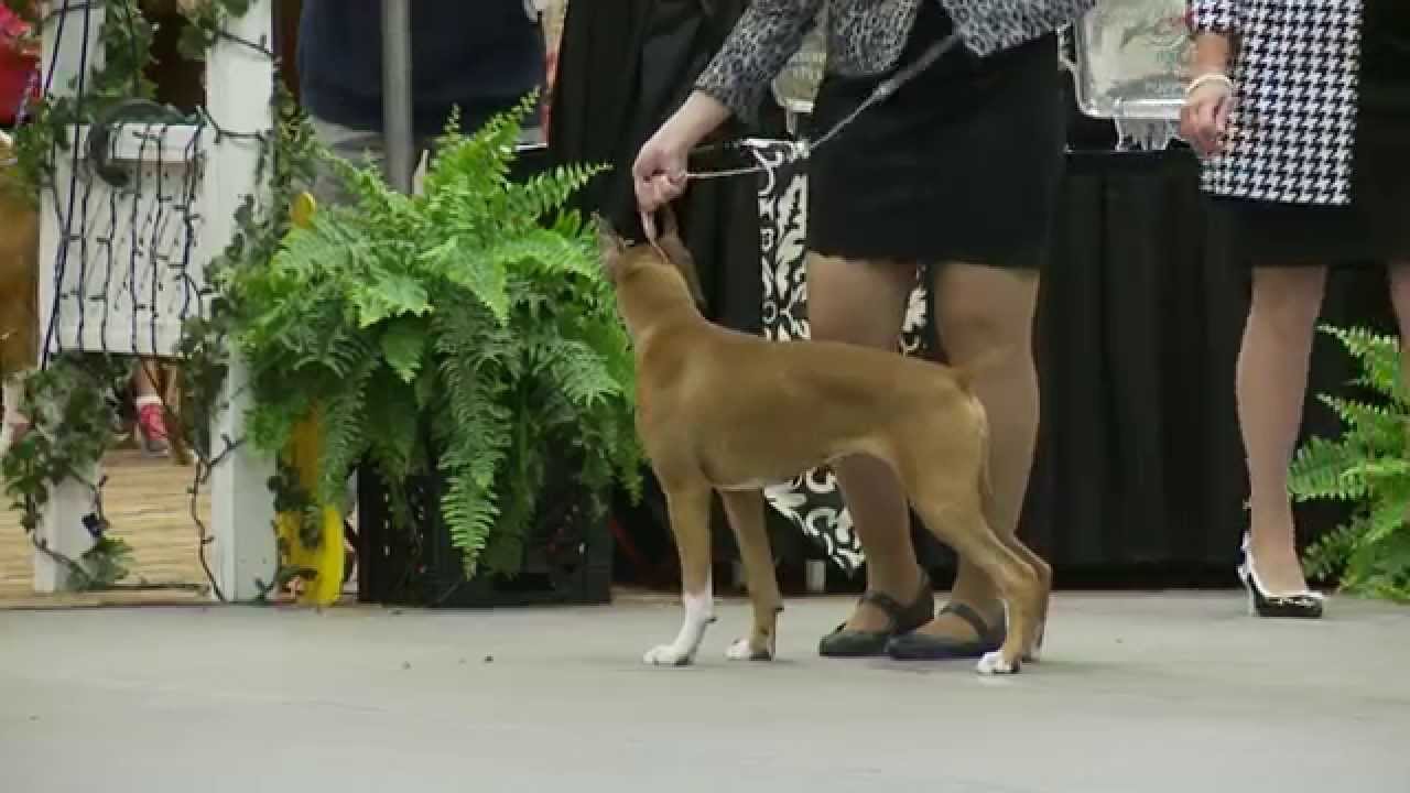 176 Winstar And Oak Knoll's Lil' Miss Hot Rod Futurity American Boxer ...