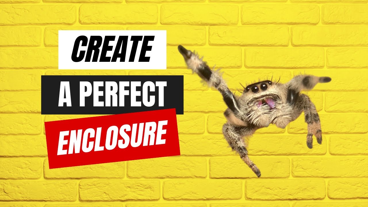 How to Easily Create the Perfect Set Up for a Jumping Spider in 2023 ...