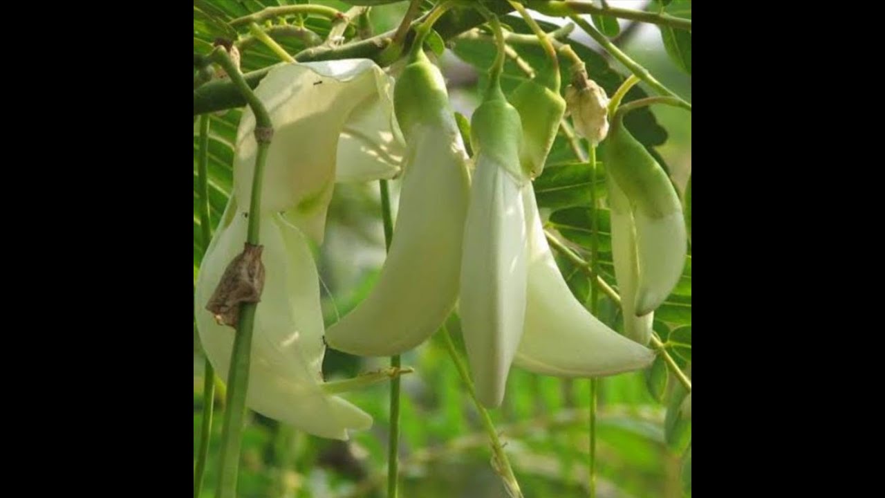 KATURAY FLOWER - YouTube