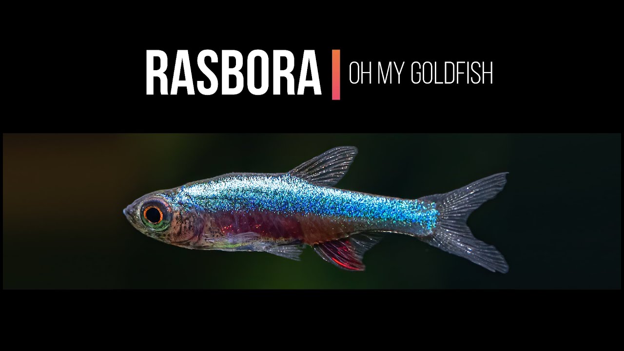 Rasbora Fish - Seluang fish - Fresh Water Aquarium Fish - YouTube