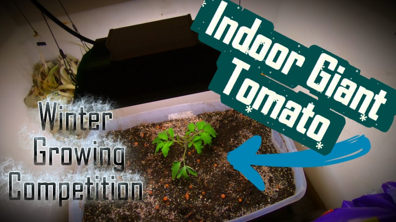 Giant Tomato!!! Indoor Growing Competition (episode 4) - YouTube
