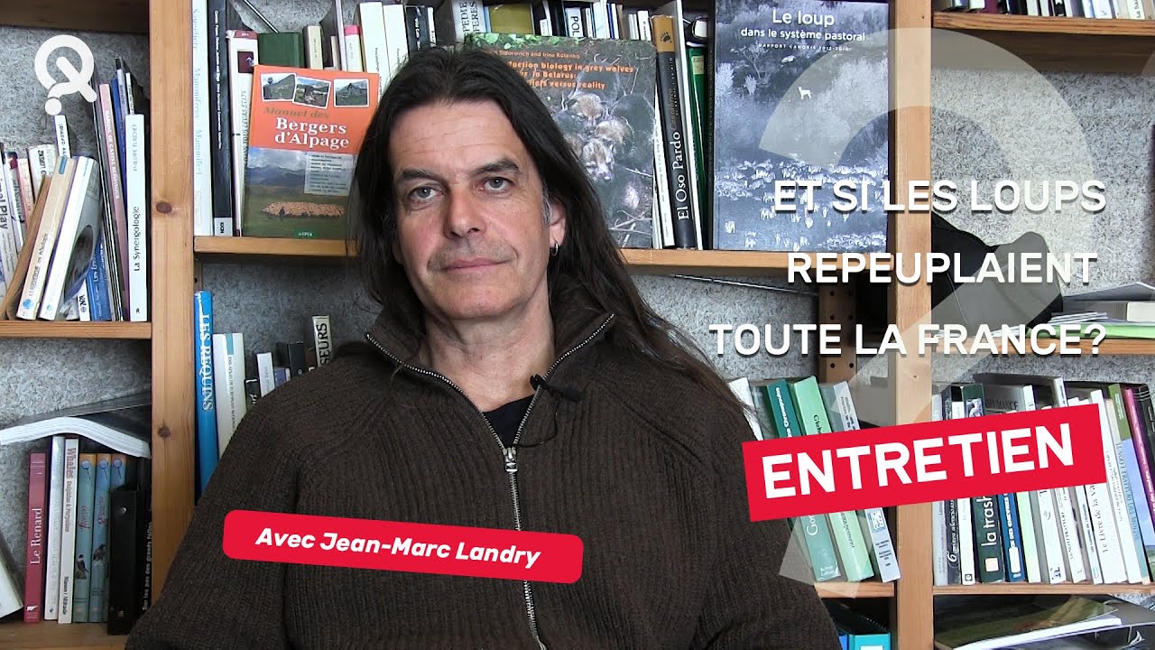 Que se passerait-il si les loups repeuplaient toute la France ? (QSPT ...