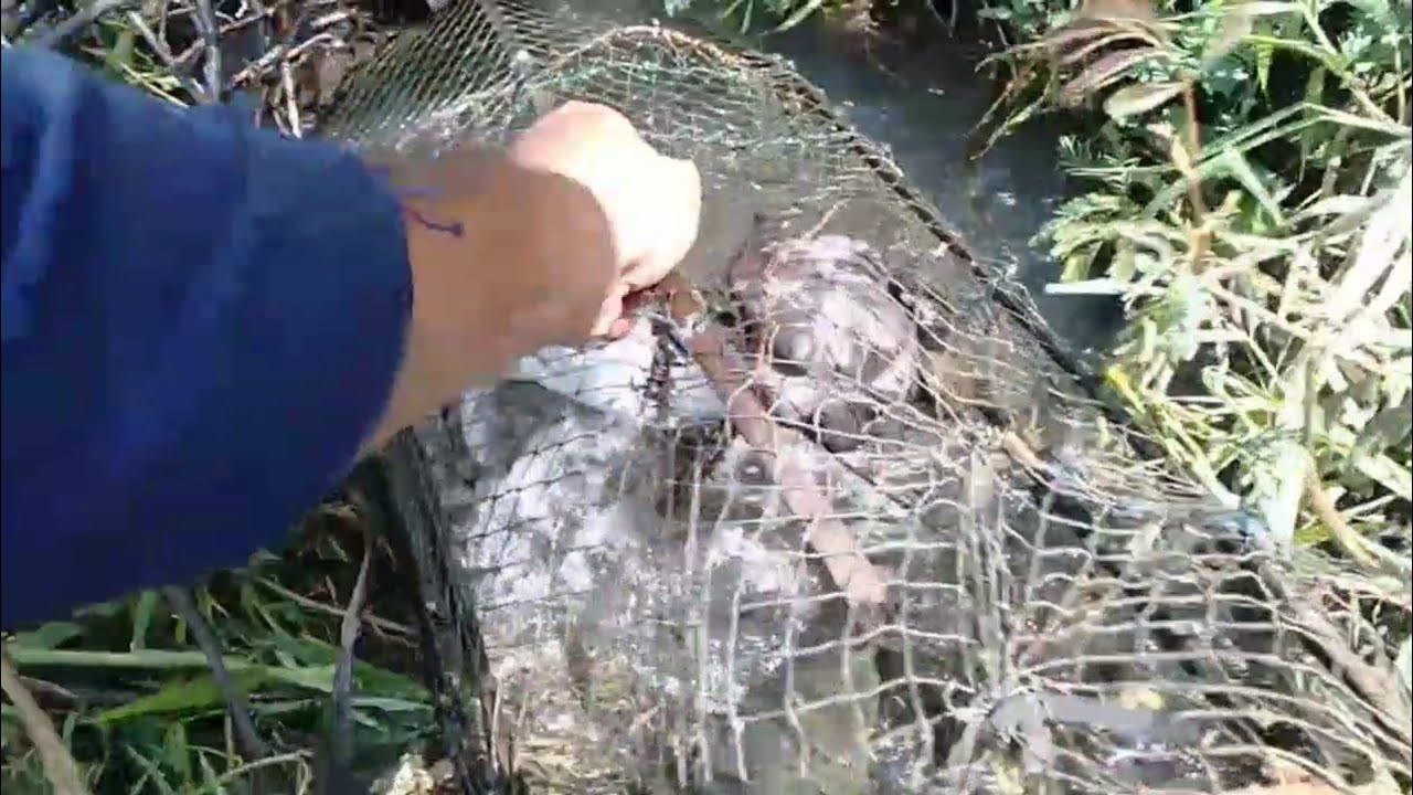 กู้ลอบดักปลาช่อน 16 กันยายน ค.ศ. 2022 snakehead fish trap - YouTube