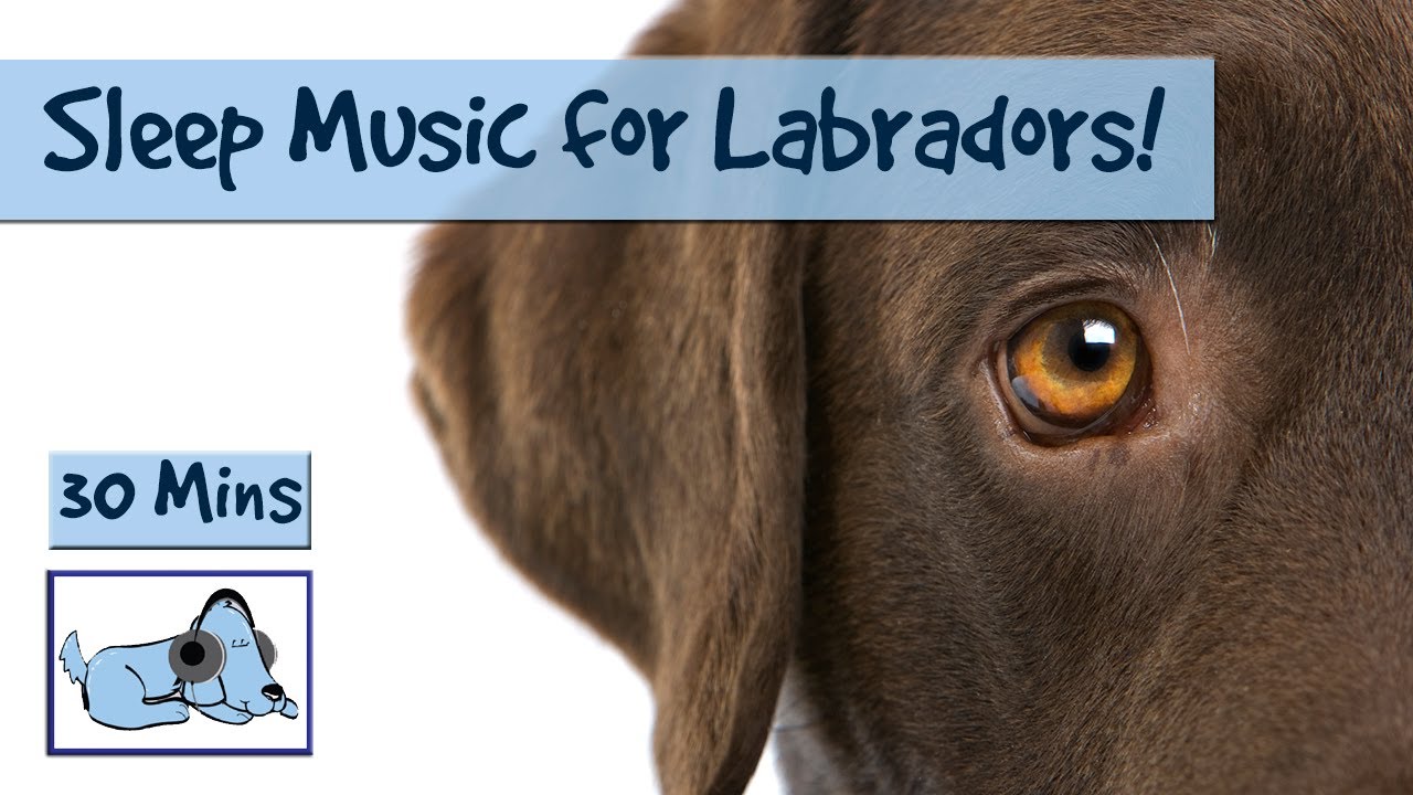 Relaxing Sleep Music for your Labrador! Relax your Lab! 🐶 #RETLAB02 ...