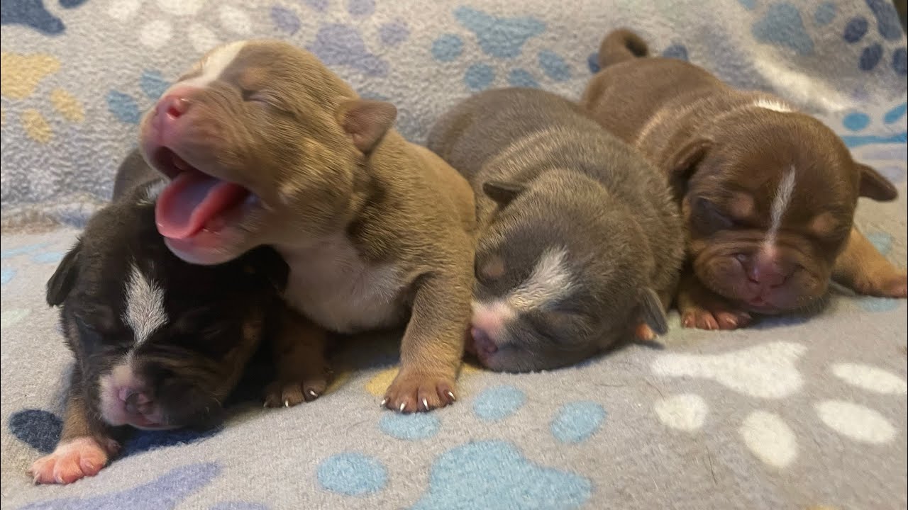 THIS MIGHT BE OUR BEST LITTER YET! AMERICAN BULLY PUPPIES ALL TRIS ...