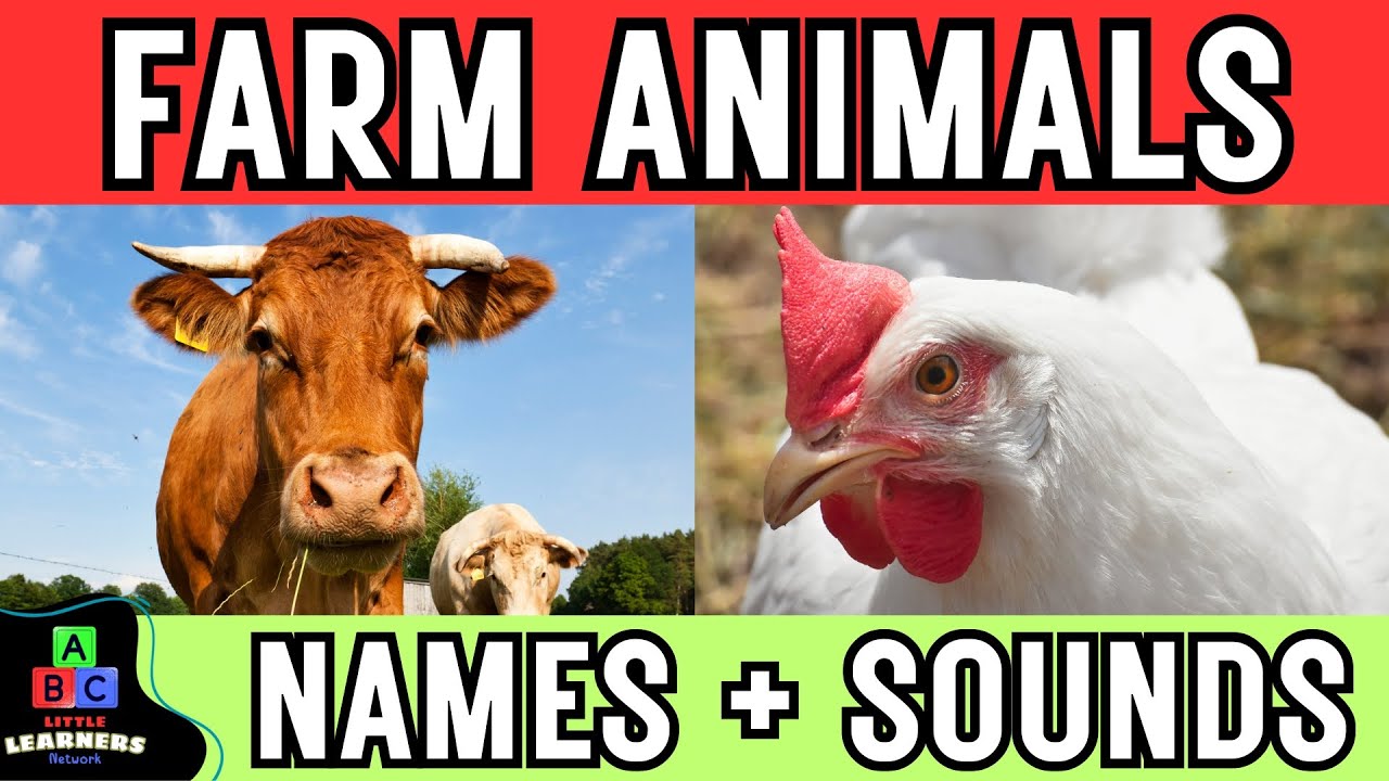 Farm Animals Names and Sounds for Kids to Learn | Learning Farm Animal ...