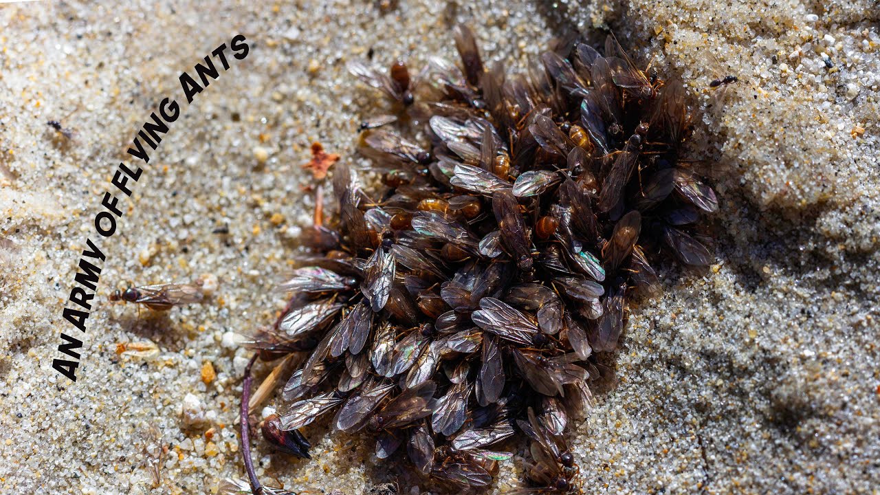 An Army of Flying Ants - YouTube