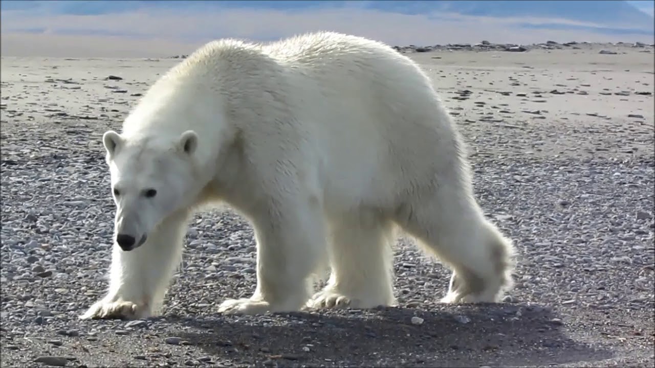 Polar Bear approach us very closely. Heritage Exp. voyage to Wrangel ...