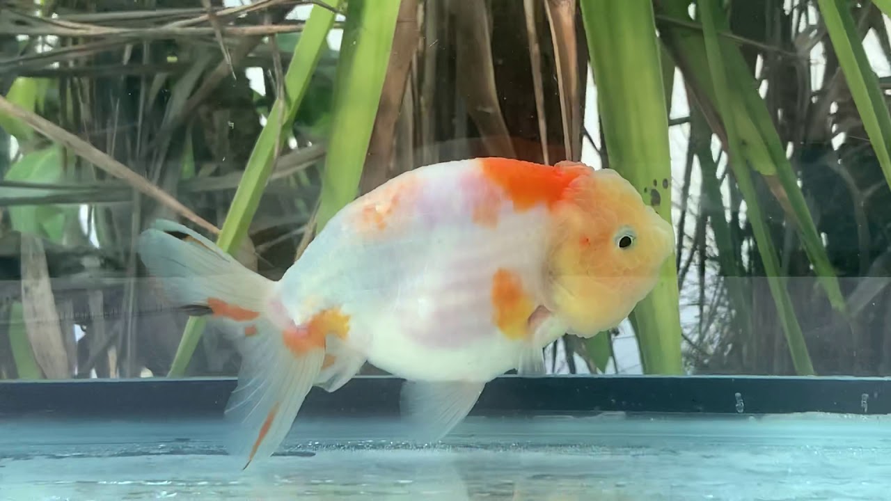 3712 male Sakura Ranchu - YouTube