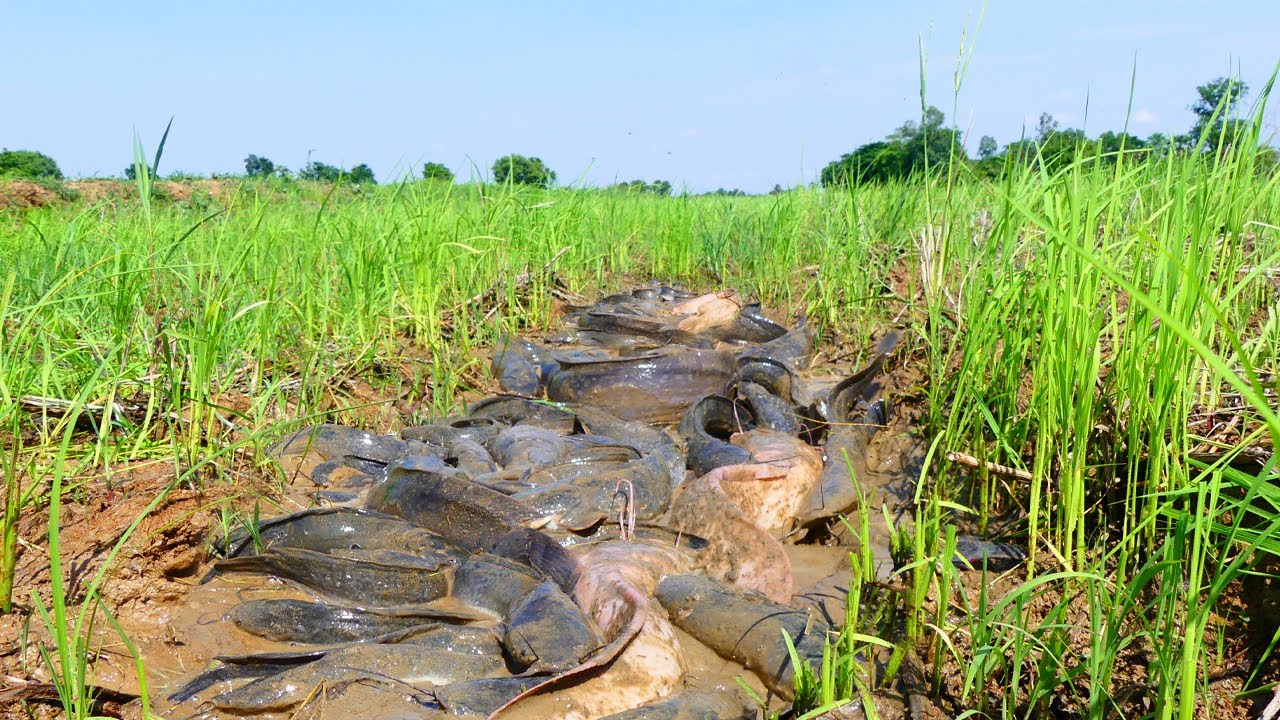 Wow amazing fishing! A lot of catch fish in rainy season at field catch ...