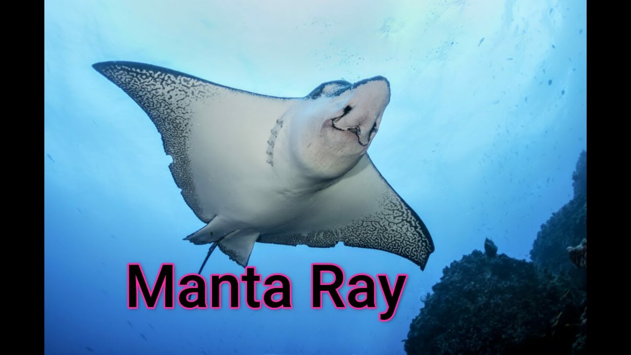 Manta Ray - YouTube