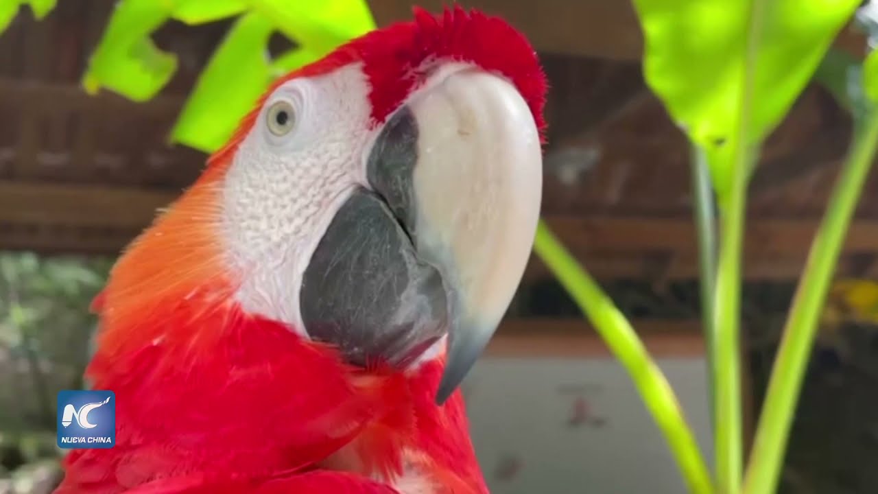 Honduras promueve campaña para proteger la guara roja, el ave nacional ...