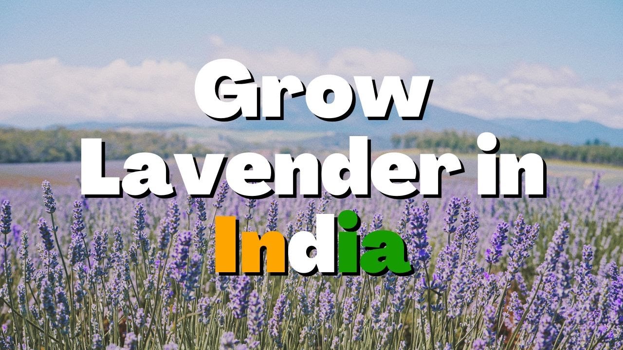 Grow Lavender in India - YouTube