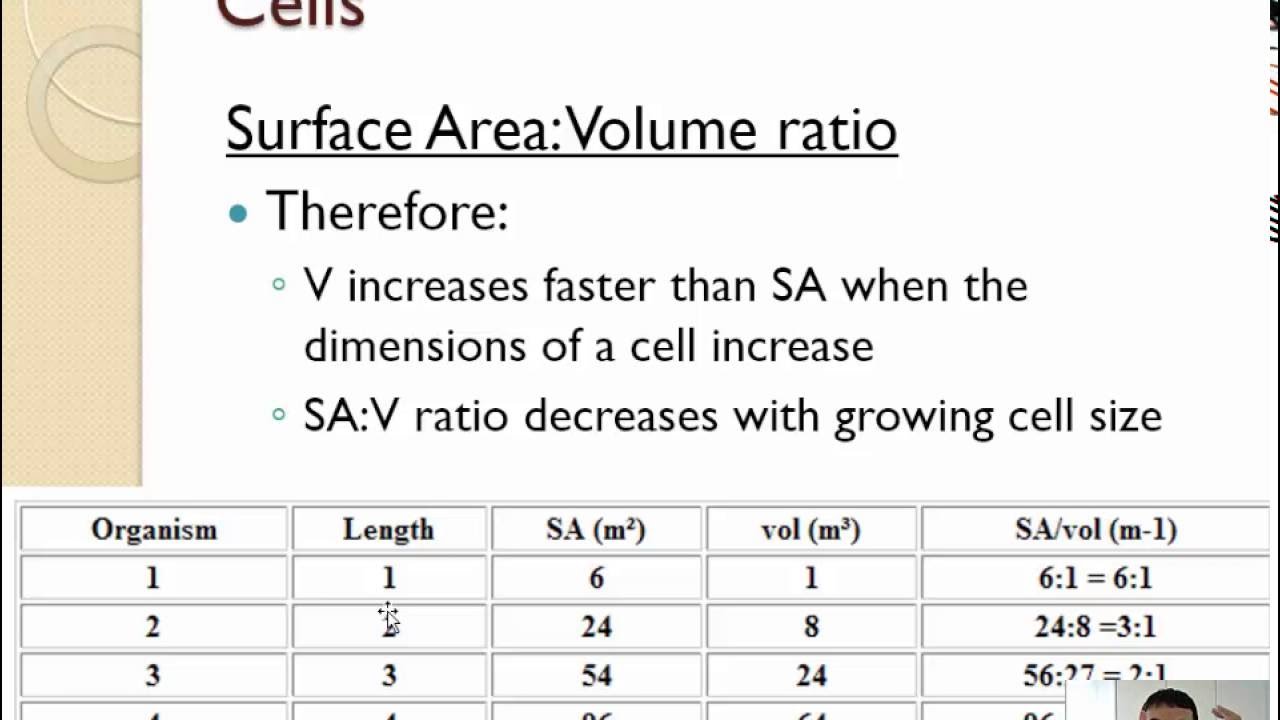 1.1 - SA to V ratio - YouTube
