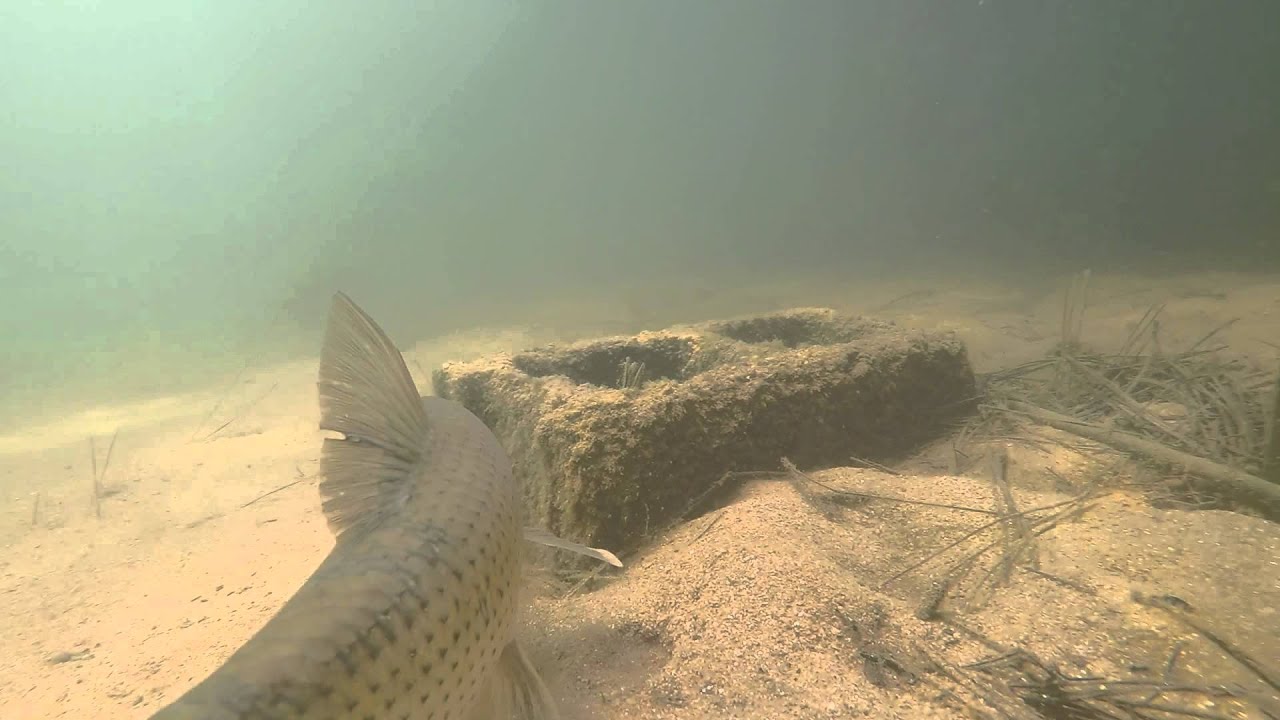 Casting And Fish Under Dock - YouTube