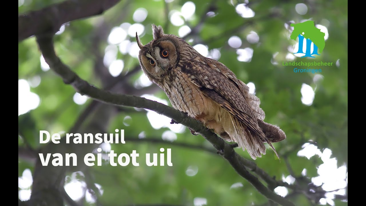 De Ransuil - Van ei tot uil - YouTube