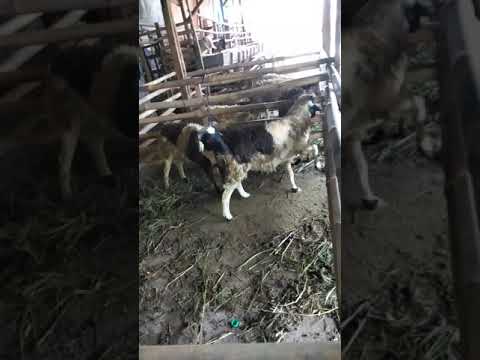 Kambing kawin