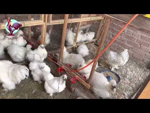 White Silkie Blue Ear Five Finger Chicken Breed Detailed Video | Sadar ...